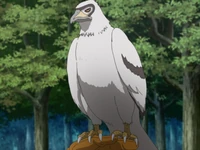 Yuki (hawk) | Narutopedia | Fandom
