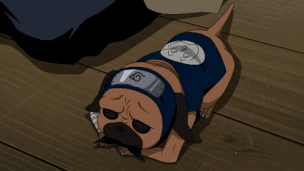 Pakkun | Narutohun Wiki | Fandom