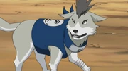 Shiba | Narutopedia | Fandom
