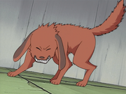 Akamaru | Narutopedia | Fandom