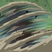Hyuuga Neji | Naruto-Arena Wiki | Fandom