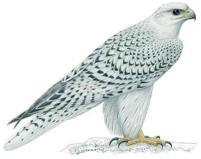 Mategai's Falcon | Naruto Fanon Wiki | Fandom
