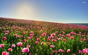 Dancing Fire Flowers Jutsu | Naruto Fanon Wiki | Fandom