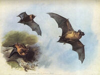 Bats (Spectre) | Naruto Fanon Wiki | Fandom