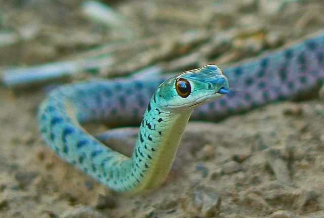 Naga | Shinobi Legends Wiki | Fandom