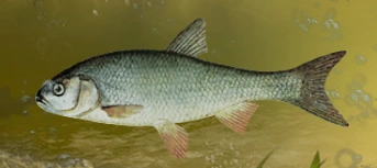 Jaź | Na Ryby Wiki | Fandom