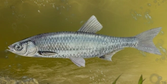 Ukleja | Na Ryby Wiki | Fandom