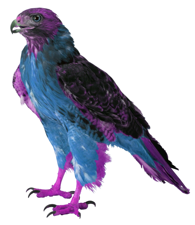 Blueberry the blue hawk | Nastypedia Wiki | Fandom