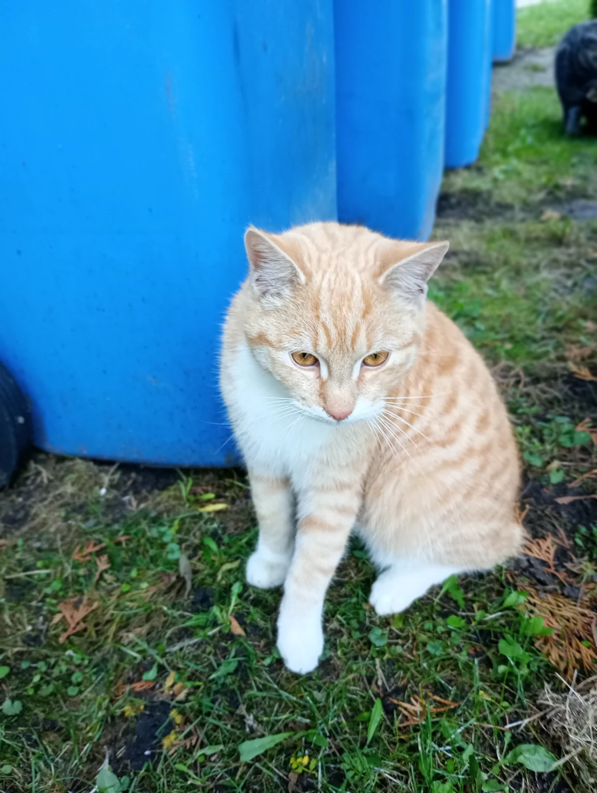 Rudy | Nasze Koty Wiki | Fandom