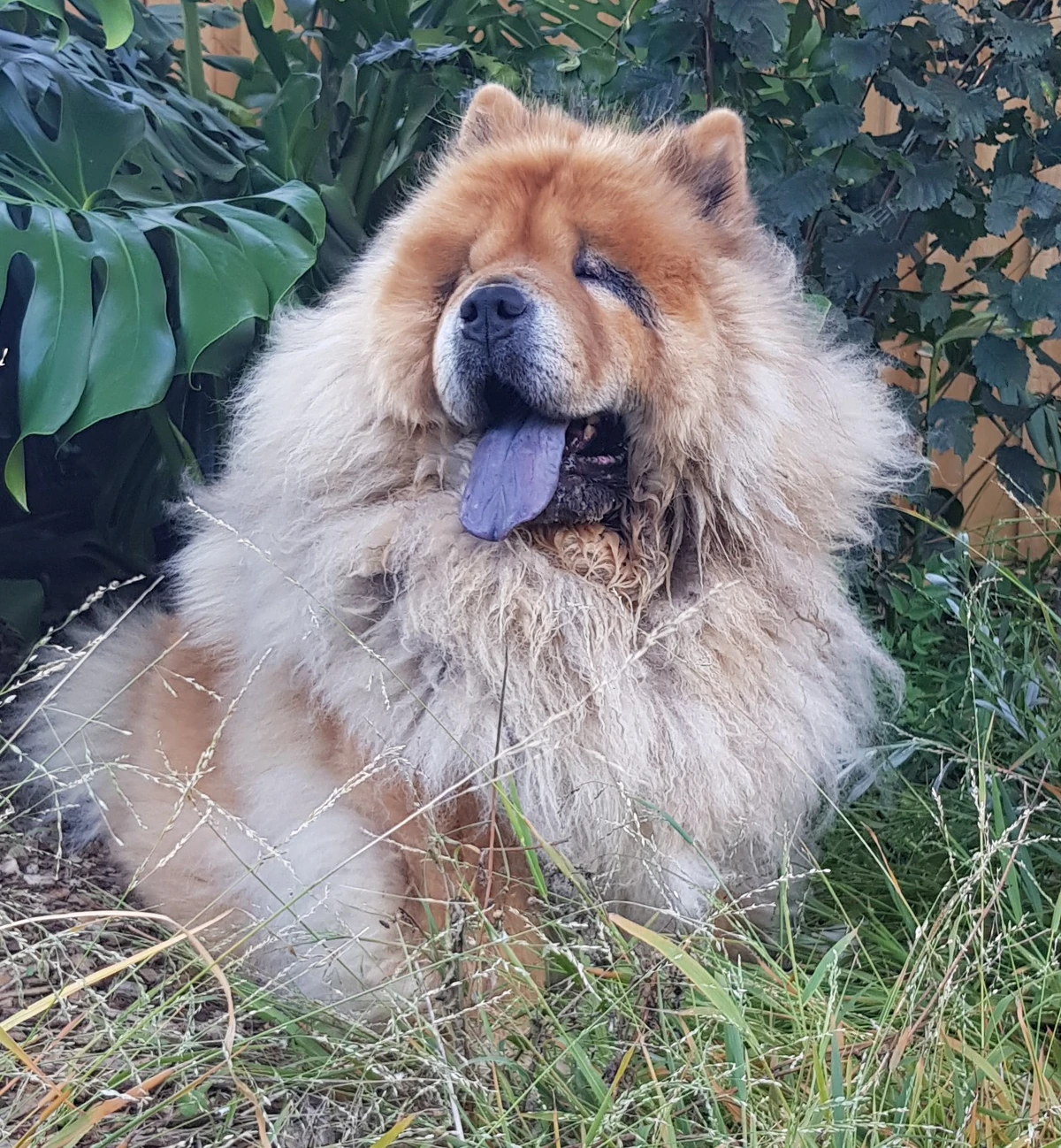 ImpJive | NationsSMP Wiki | Fandom