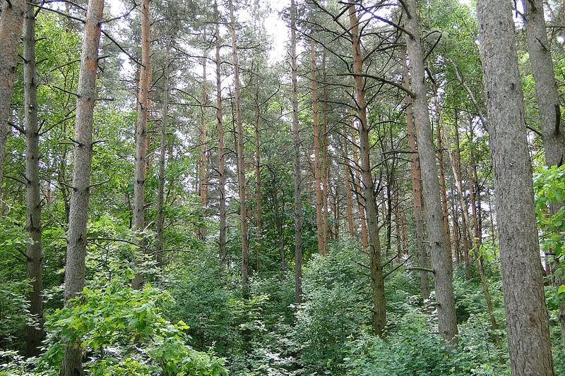 Plains Forest | Wikination | Fandom