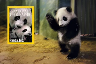 Magazine: Panda Inc. | National Geographic Collectors Wiki | Fandom