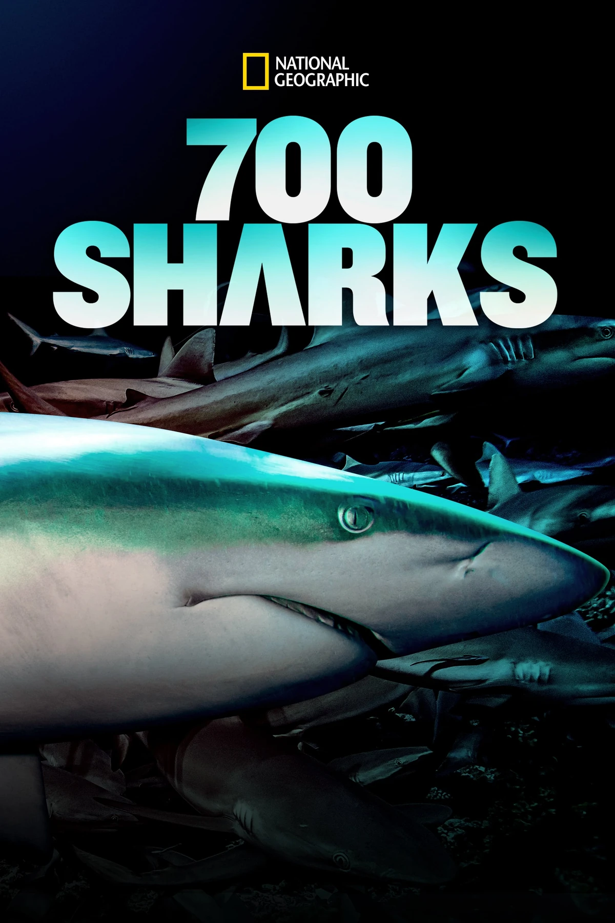 700 Sharks | National Geographic (Worldwide) Wiki | Fandom