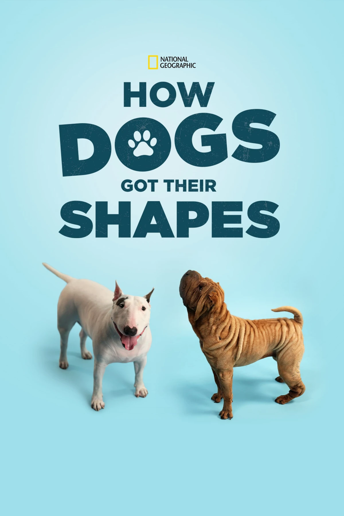 How Dogs Got Their Shapes | National Geographic (Worldwide) Wiki | Fandom