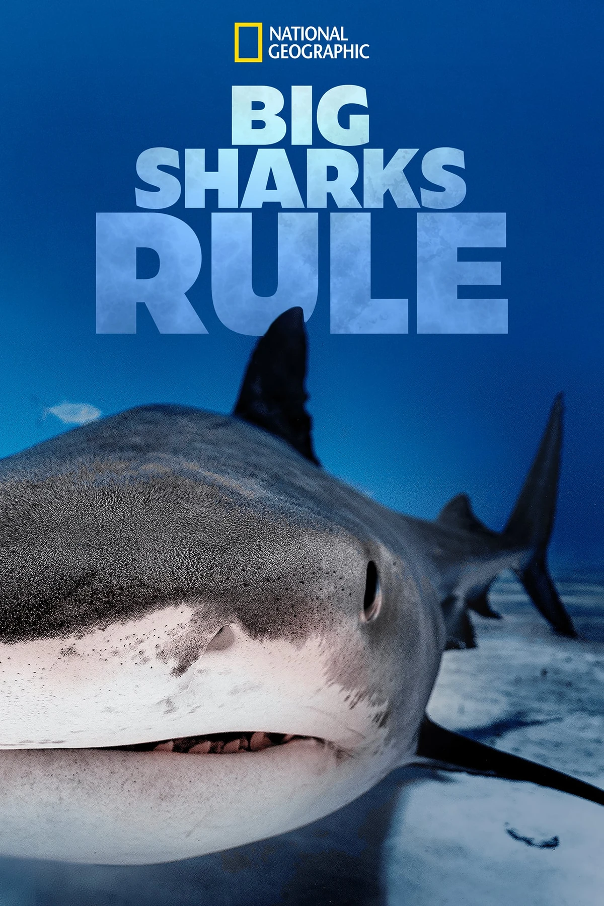 Big Sharks Rule | National Geographic (Worldwide) Wiki | Fandom