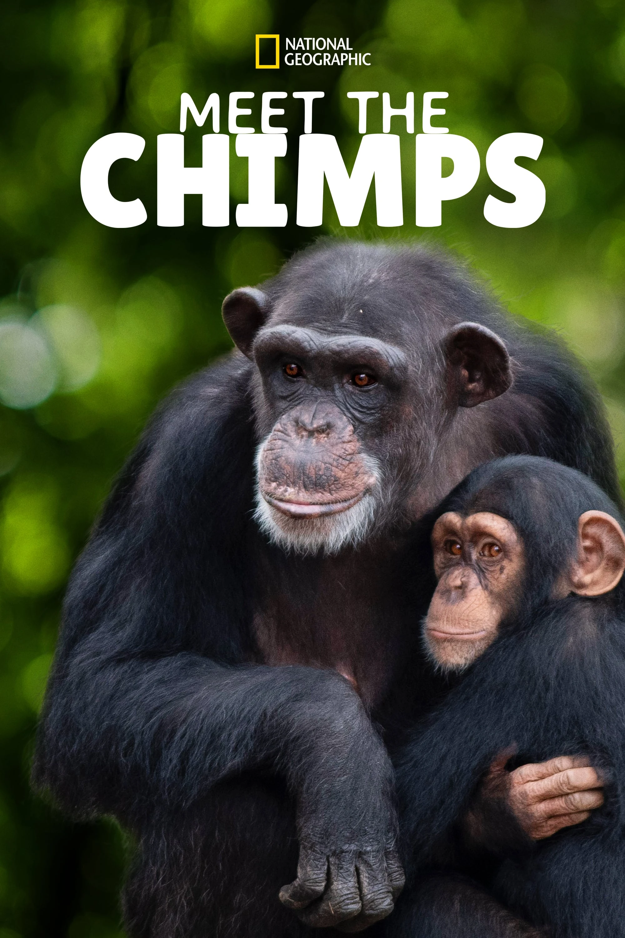 Chimps In Meeting