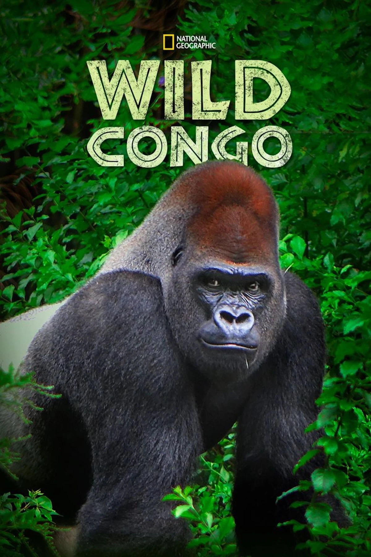 Wild Congo | National Geographic (Worldwide) Wiki | Fandom
