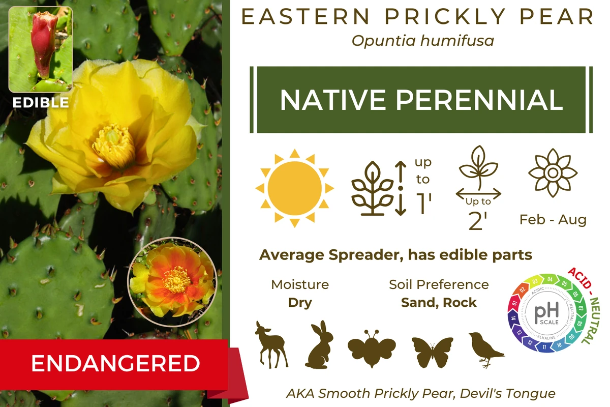 Eastern Prickly Pear Cactus (Opuntia humifusa) | NativeOntarioPlants ...