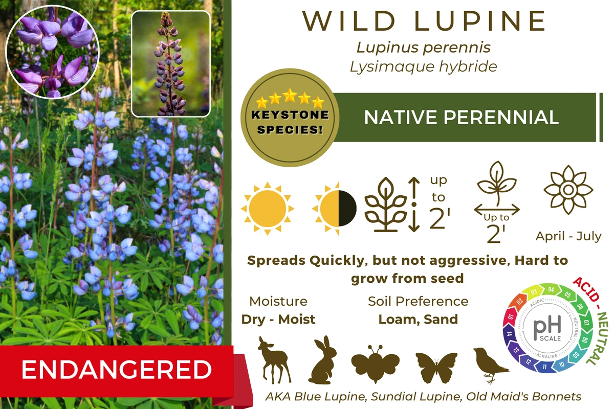 Wild Lupine (Lupinus perennis subsp. perennis) | NativeOntarioPlants ...
