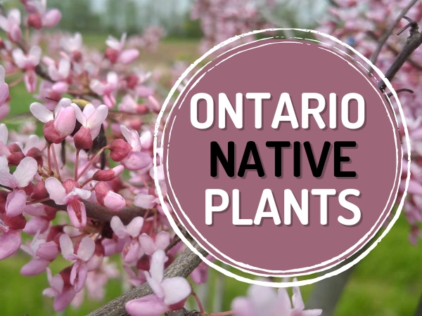 NativeOntarioPlants Wiki | Fandom