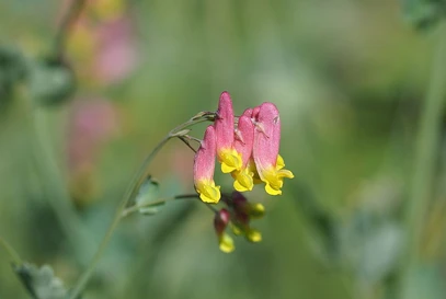 Pink Corydalis | NativeOntarioPlants Wiki | Fandom