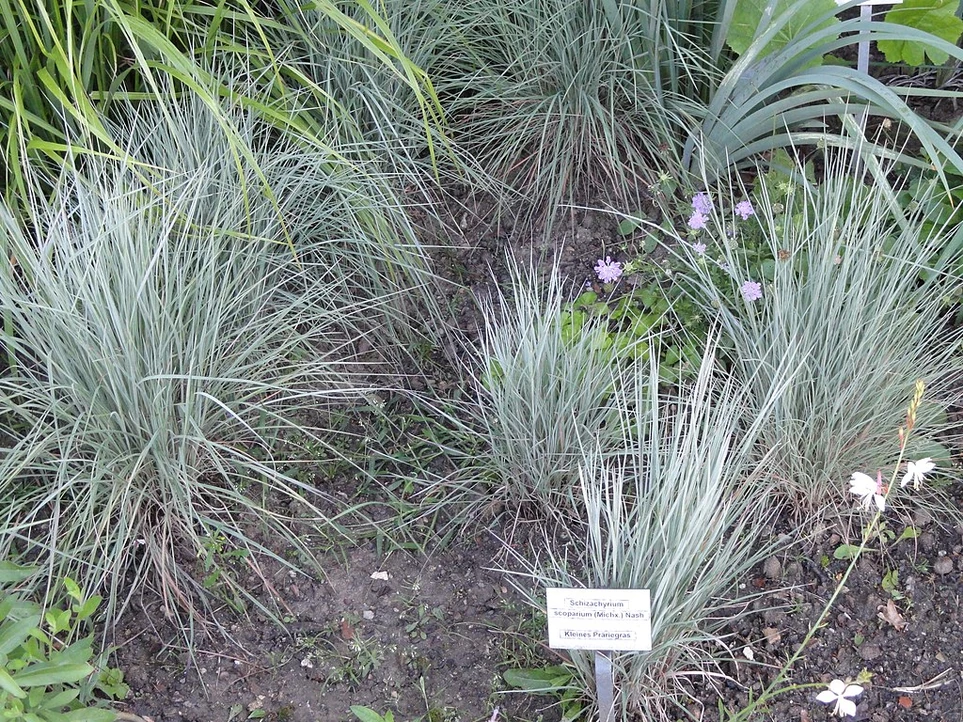 Little Bluestem (Schizachyrium scoparium) | NativeOntarioPlants Wiki ...