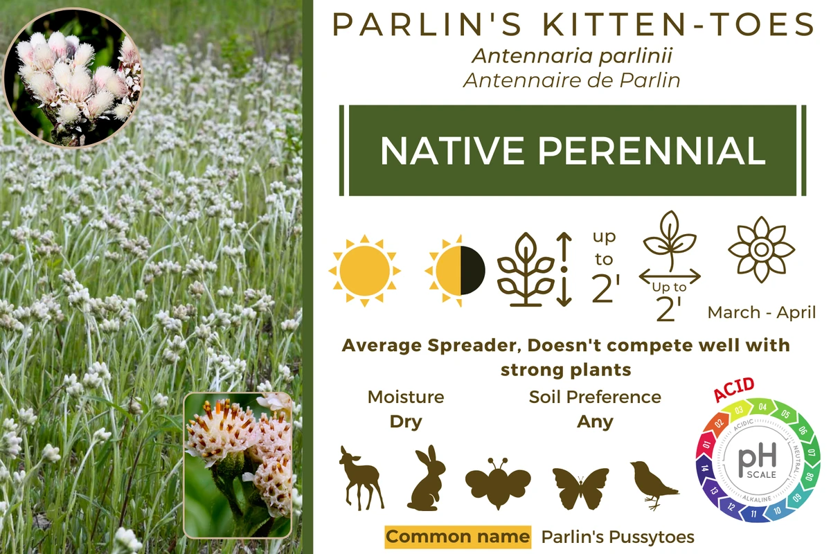 Parlin's Pussytoes (Antennaria parlinii) | NativeOntarioPlants Wiki ...