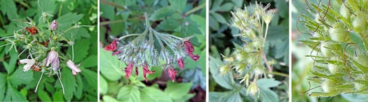 Virginia Waterleaf (Hydrophyllum virginianum) | NativeOntarioPlants ...