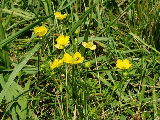 Swamp Buttercup - (Ranunculus septentrionalis) | NativeOntarioPlants ...