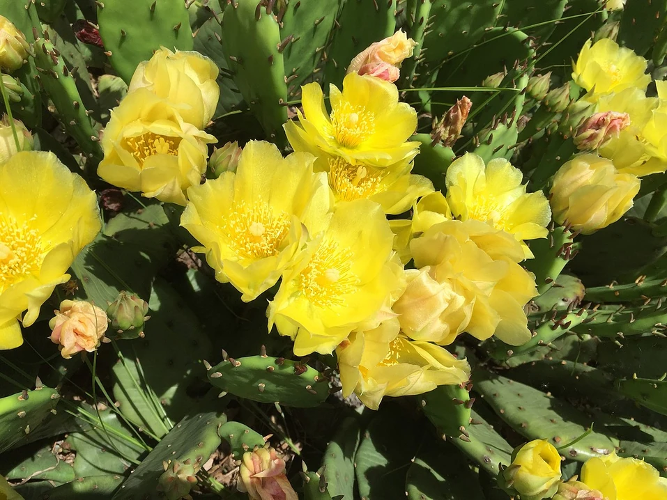 Eastern Prickly Pear Cactus (Opuntia humifusa) | NativeOntarioPlants Wiki | Fandom