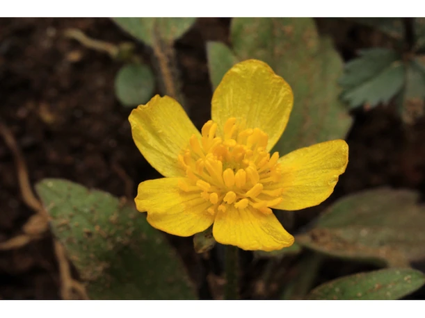 Swamp Buttercup - (Ranunculus septentrionalis) | NativeOntarioPlants ...