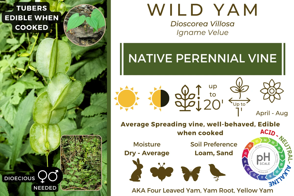 Wild Yam (Dioscorea villosa) | NativeOntarioPlants Wiki | Fandom