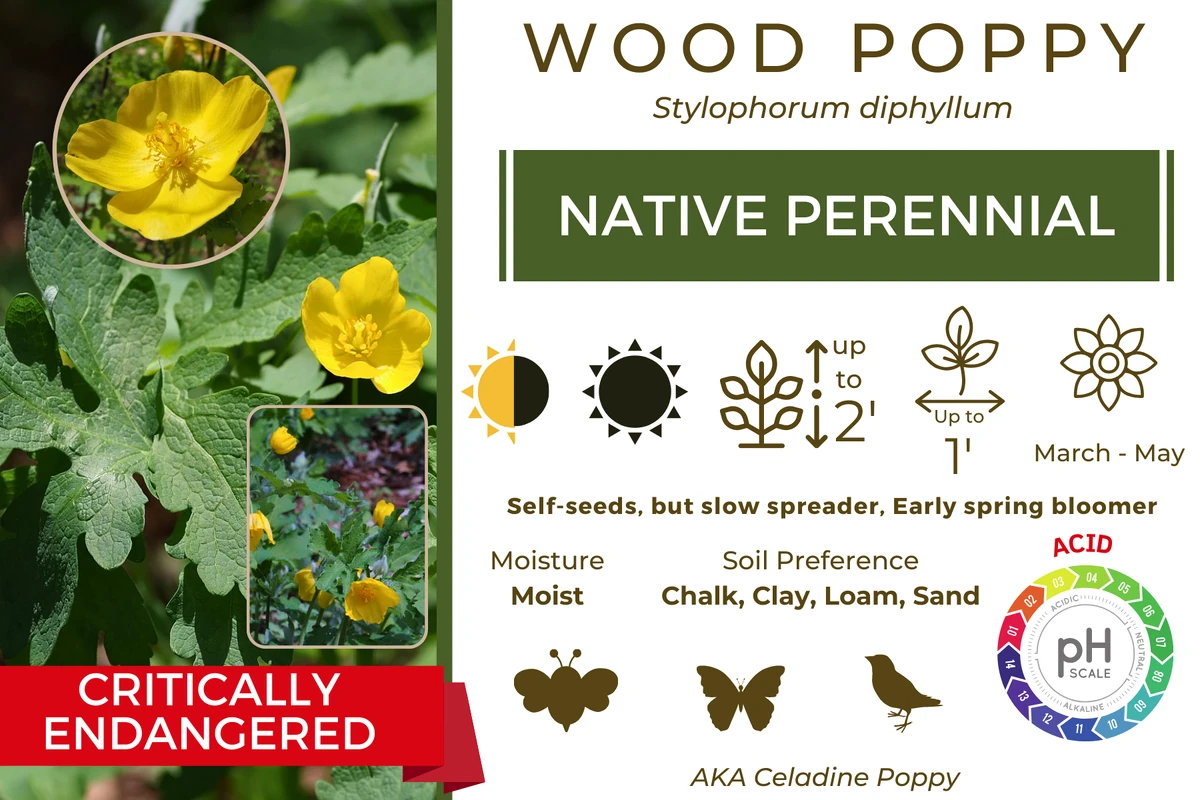 Wood Poppy (Stylophorum diphyllum) | NativeOntarioPlants Wiki | Fandom