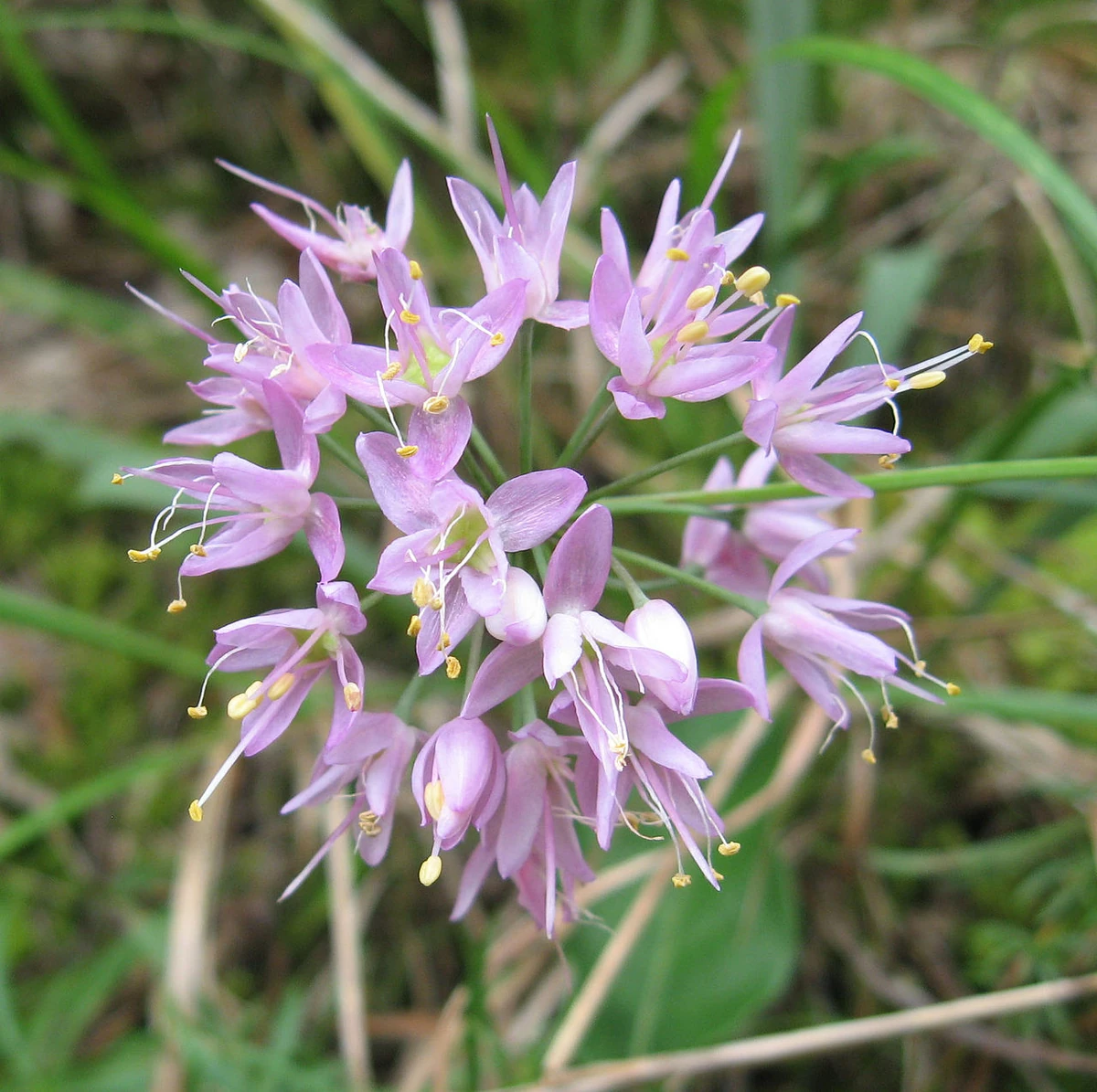 Prairie Onion (Allium stellatum) | NativeOntarioPlants Wiki | Fandom