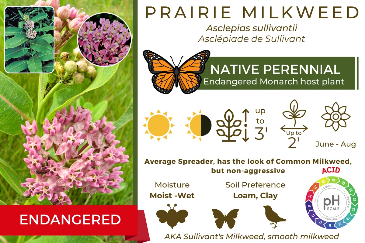 Prairie Milkweed | NativeOntarioPlants Wiki | Fandom
