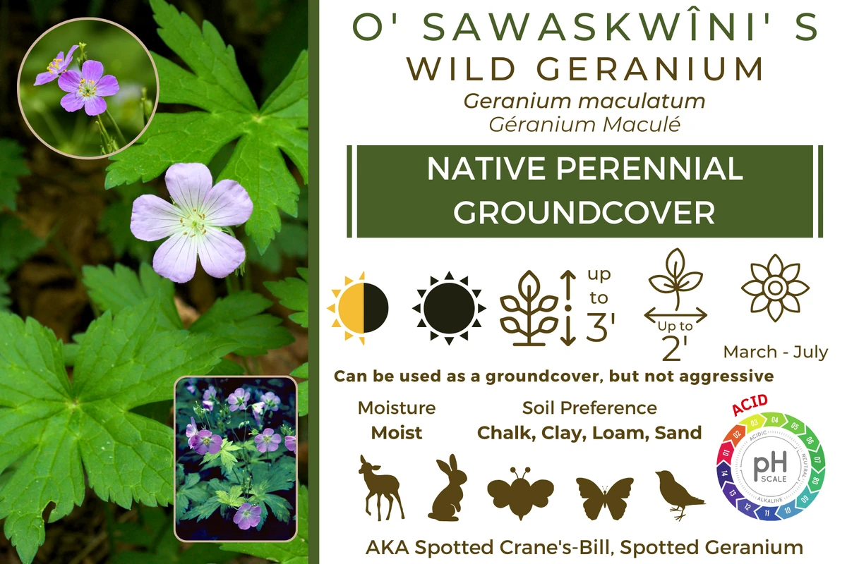 Wild Geranium | NativeOntarioPlants Wiki | Fandom