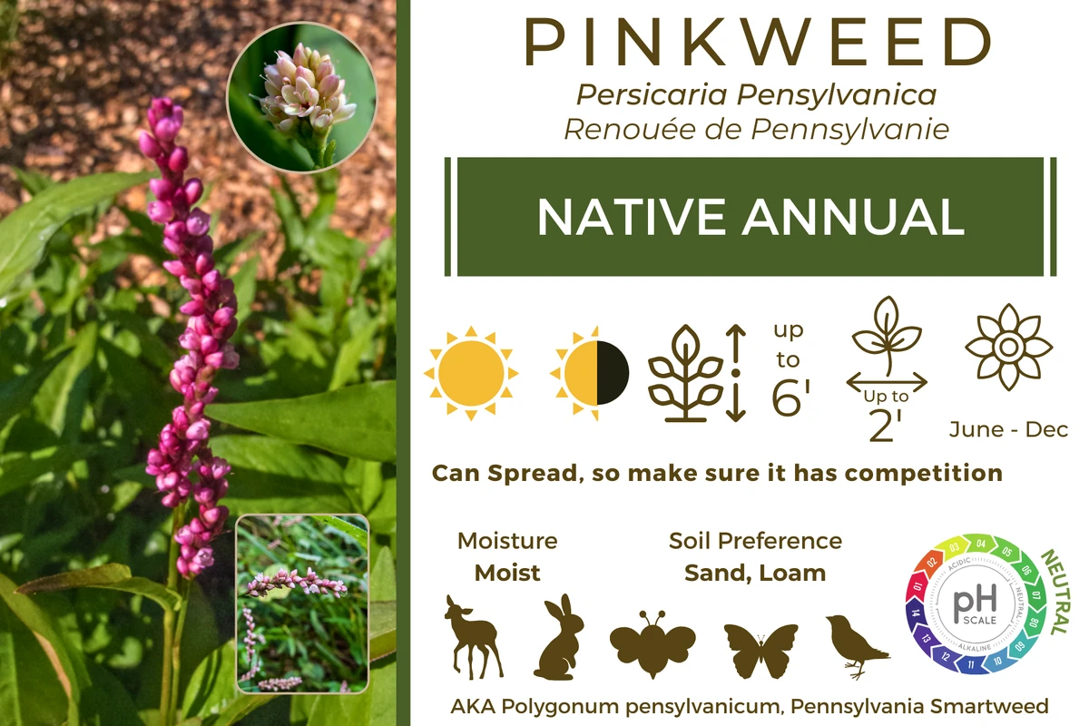 Pennsylvania smartweed (Persicaria pensylvanica) | NativeOntarioPlants ...
