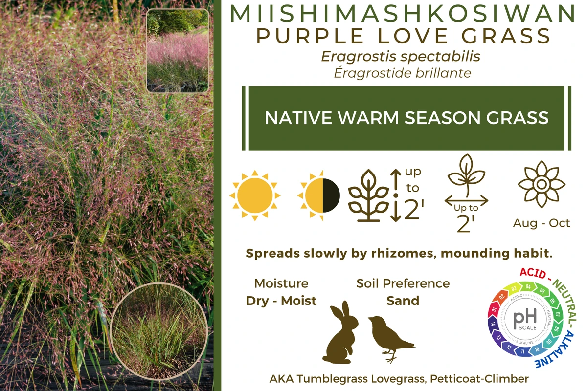 Purple Love Grass | NativeOntarioPlants Wiki | Fandom