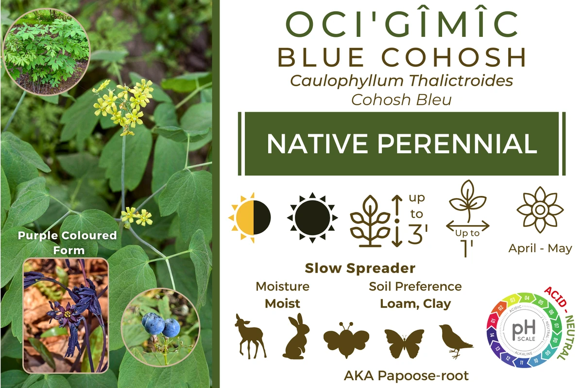 Blue Cohosh (Caulophyllum thalictroides) | NativeOntarioPlants Wiki ...