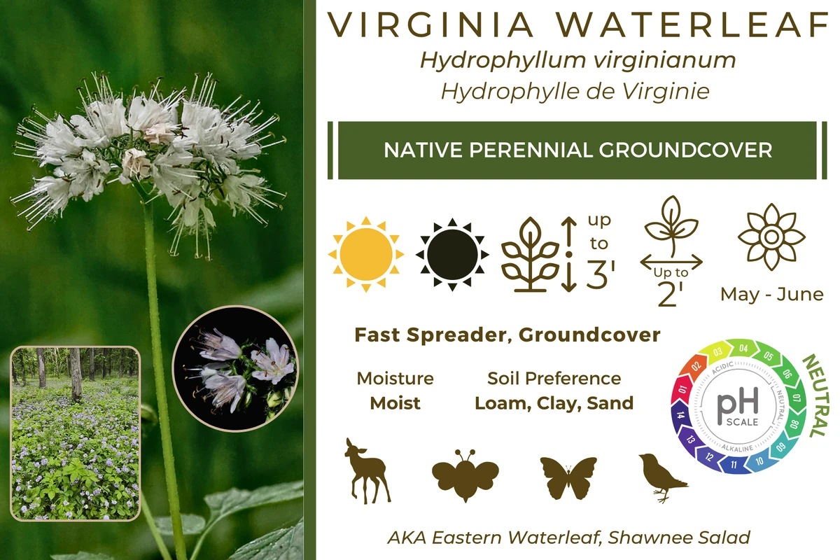 Virginia Waterleaf (Hydrophyllum virginianum) | NativeOntarioPlants ...