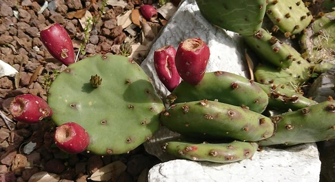 Eastern Prickly Pear Cactus (Opuntia humifusa) | NativeOntarioPlants ...
