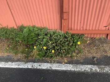 Eastern Prickly Pear Cactus (Opuntia humifusa) | NativeOntarioPlants ...