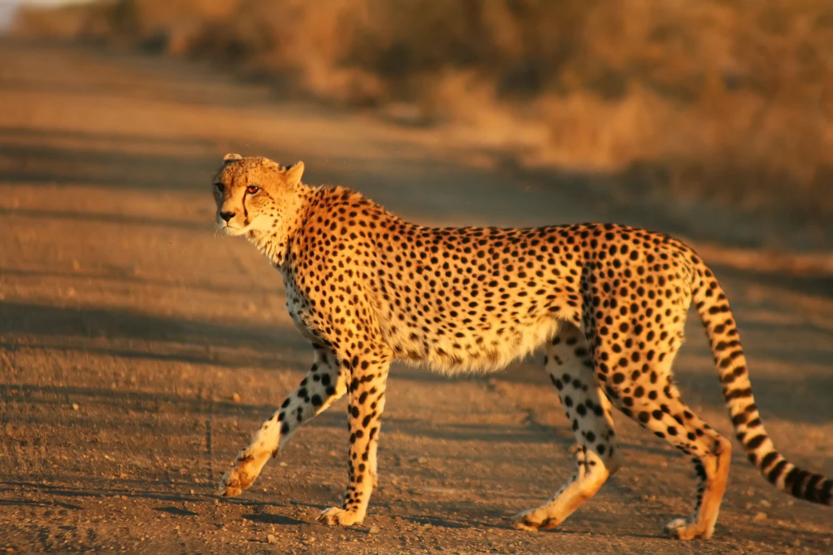 Cheetah | Night At The Museum Wiki | Fandom