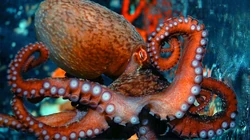 Gigantic Octopus | Night At The Museum Wiki | Fandom