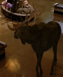 Moose | Night At The Museum Wiki | Fandom