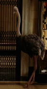 Ostrich | Night At The Museum Wiki | Fandom