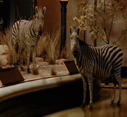 Zebras | Night At The Museum Wiki | Fandom