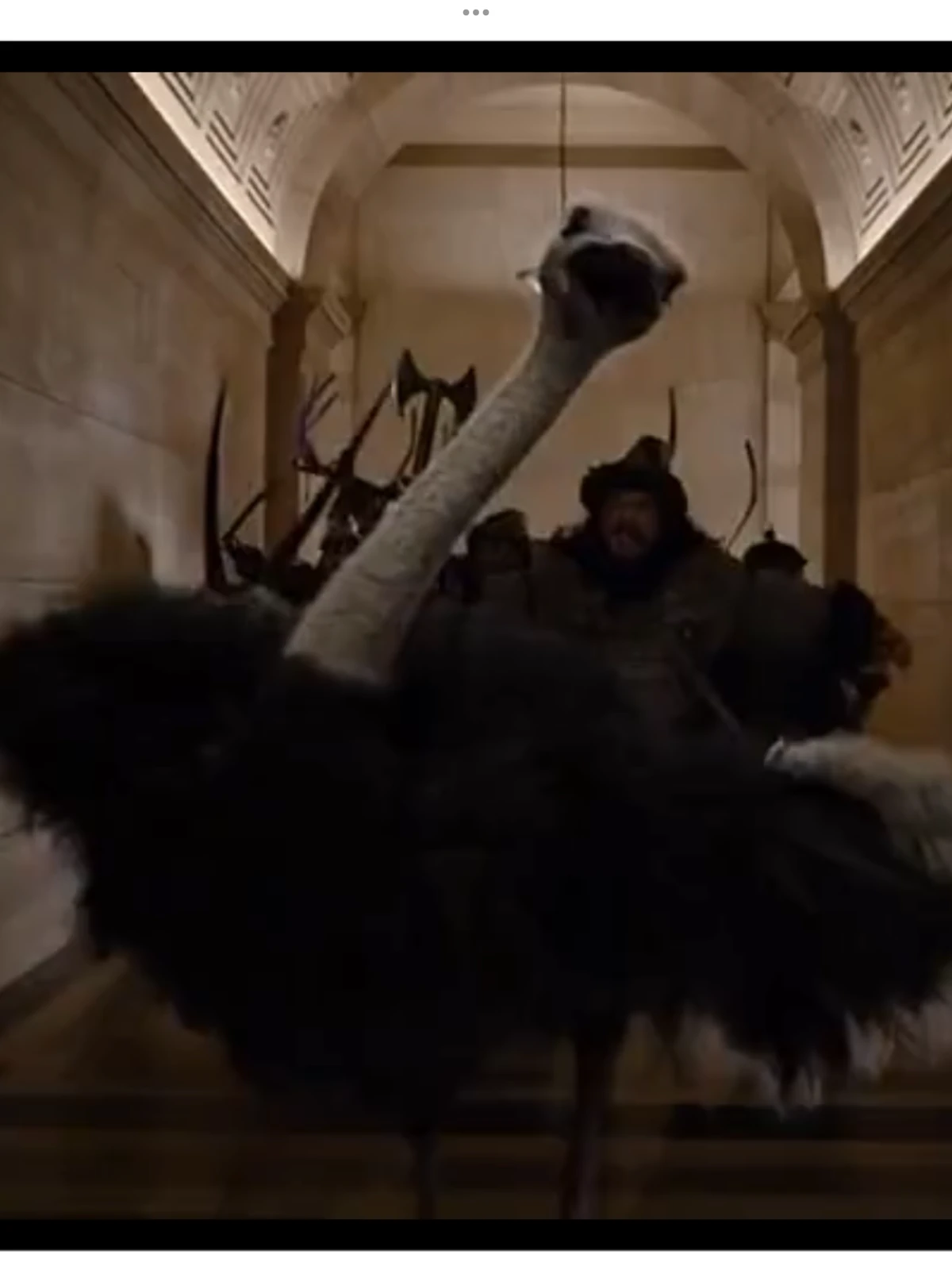 Southern Ostrich | Night At The Museum Wiki | Fandom