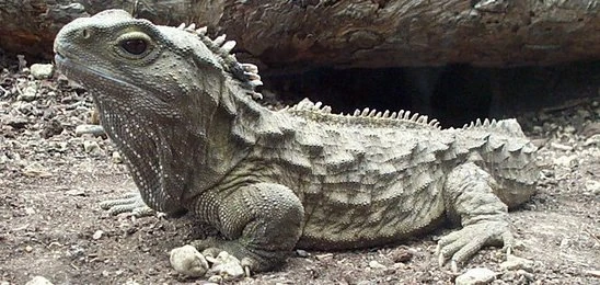 Tuatara | Natural Wiki | Fandom
