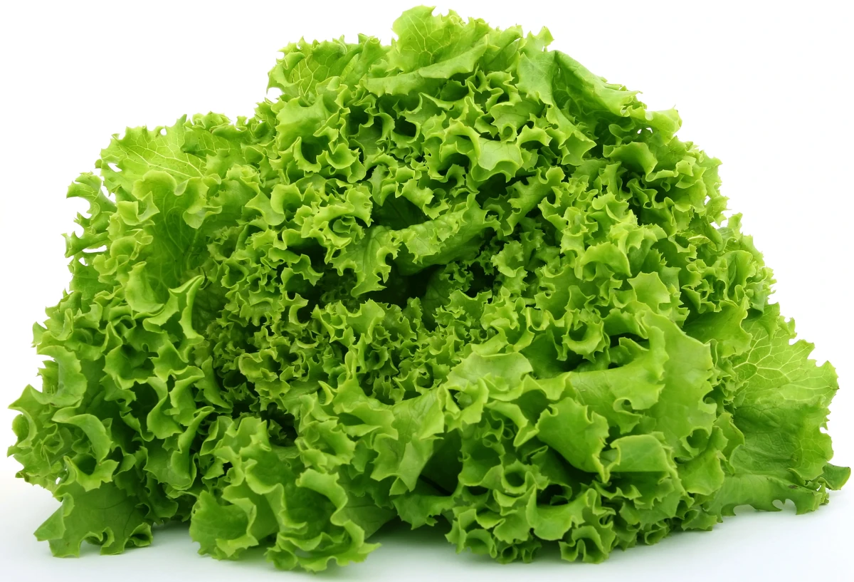 Lettuce | Natural Wiki | Fandom
